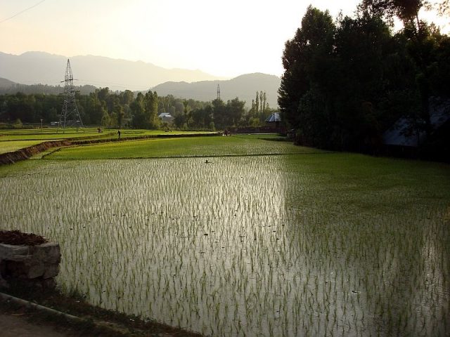 Amid Shrinking Agri Land, Paddy Production On Rise - The Legitimate